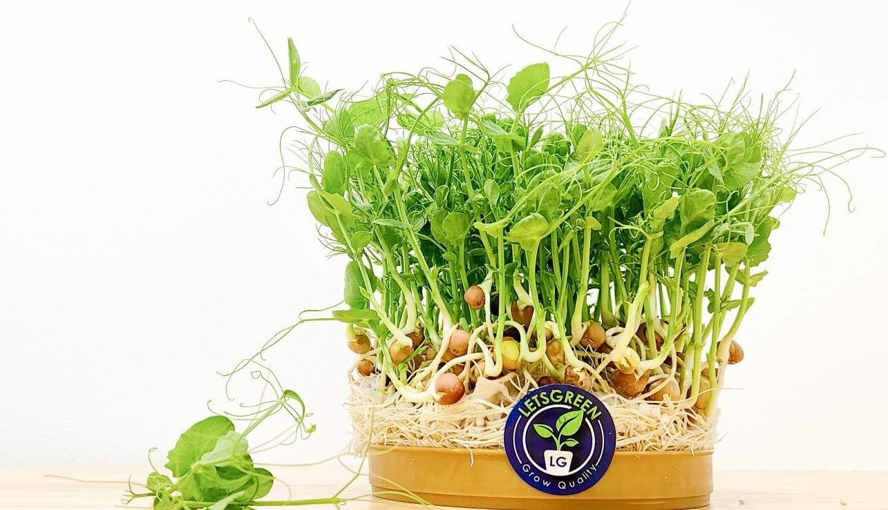 Canadian Speckled Pea Microgreen - LetsGreen