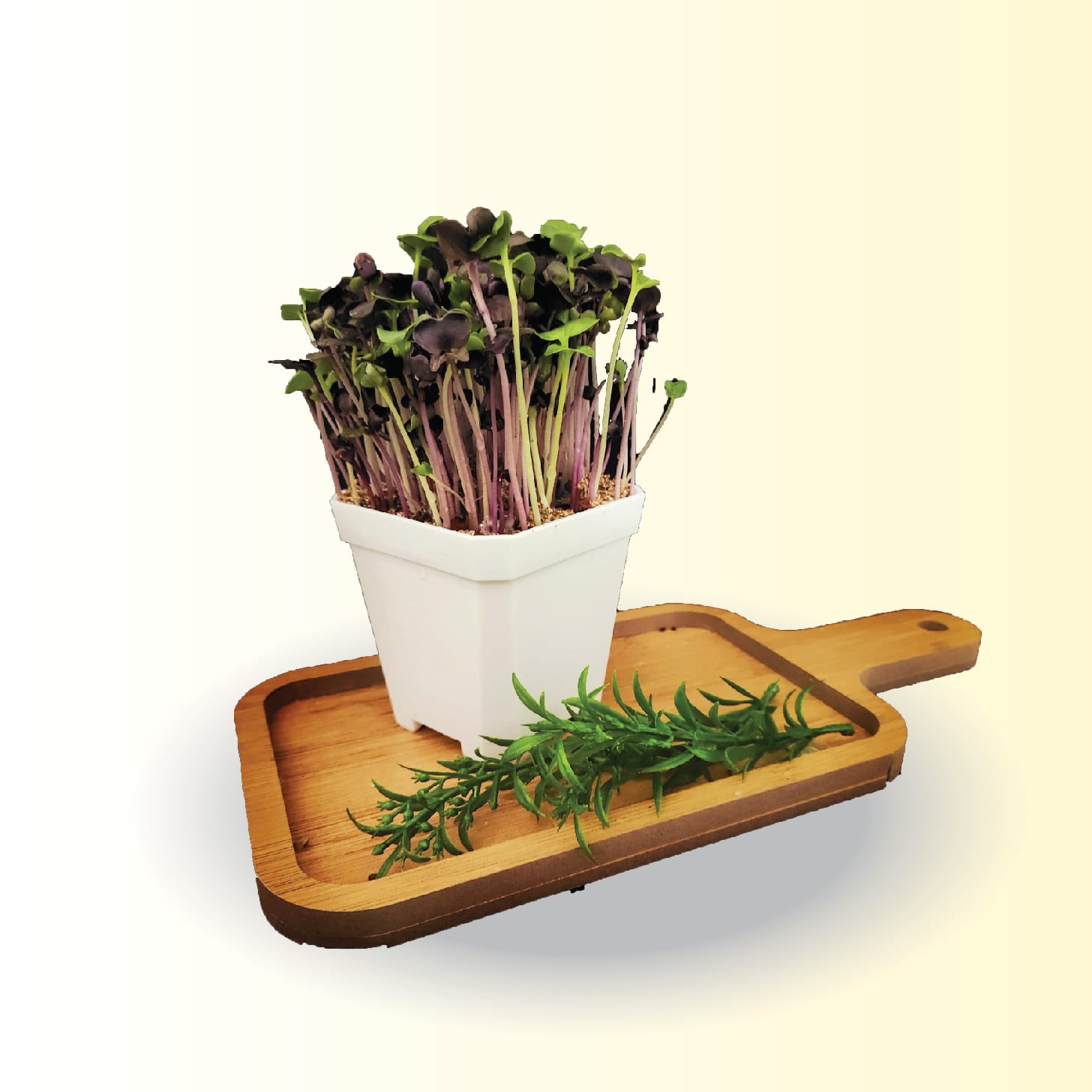 Rambo Radish Microgreen - LetsGreen