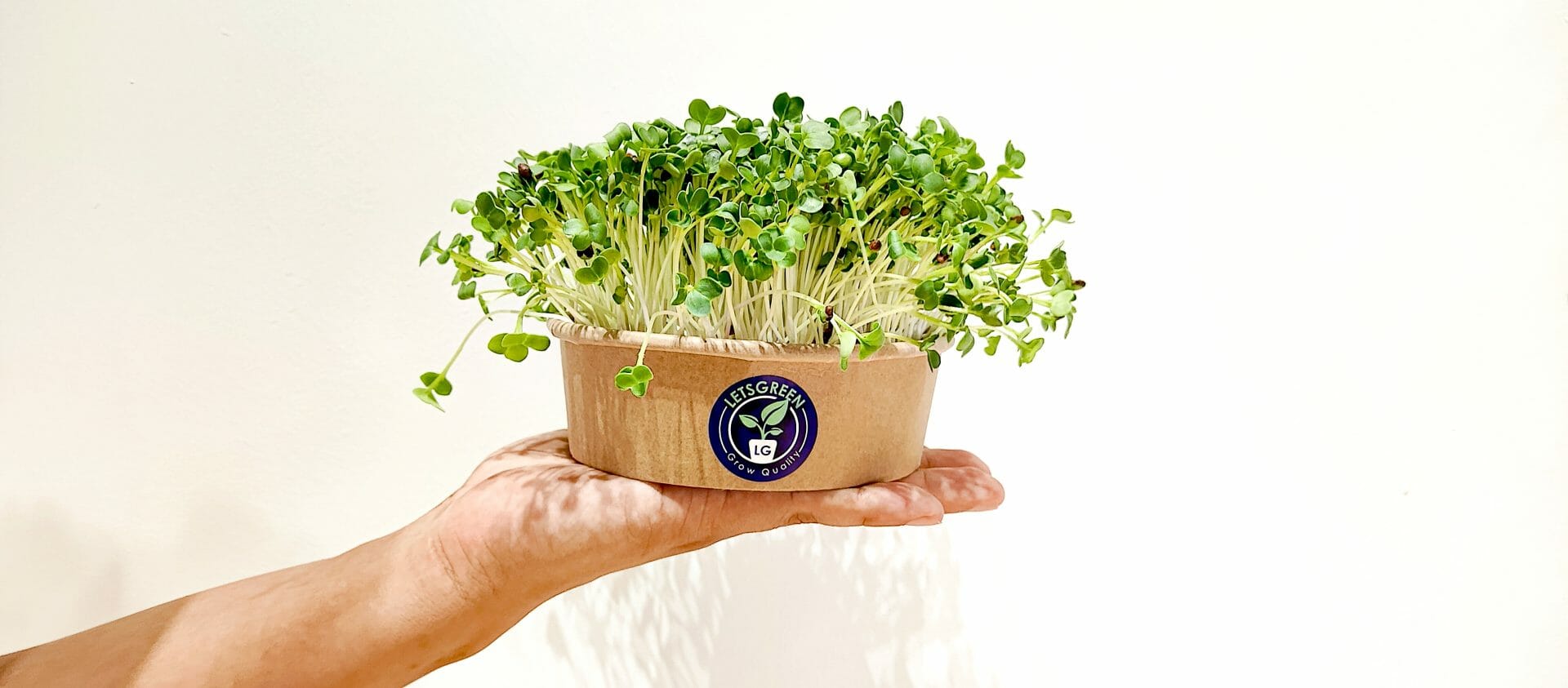 Daikon Radish Microgreen - LetsGreen